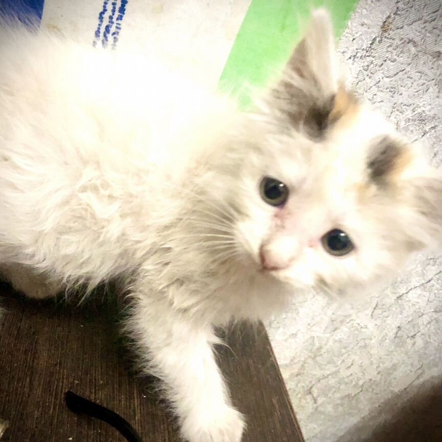 Кошка, котенок, девочка трехцветная