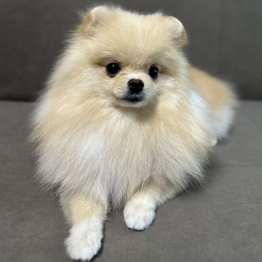 Померанский шпиц, взрослая собака