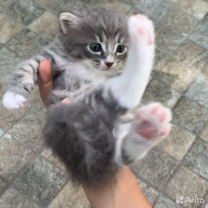 Пупс ) Котенок мальчик