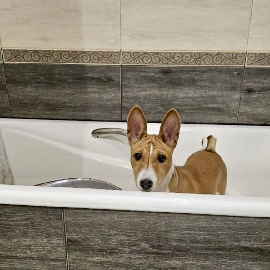 Щенок бассенджи 7 месяцев