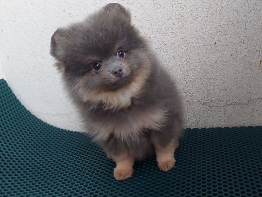 Померанский шпиц редкий окрас