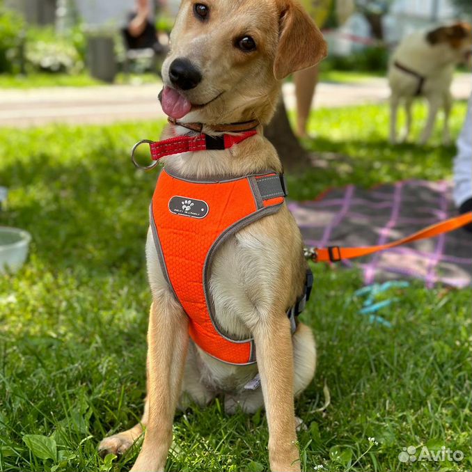 Мишелька - озорная и смешная собачка ищет дом