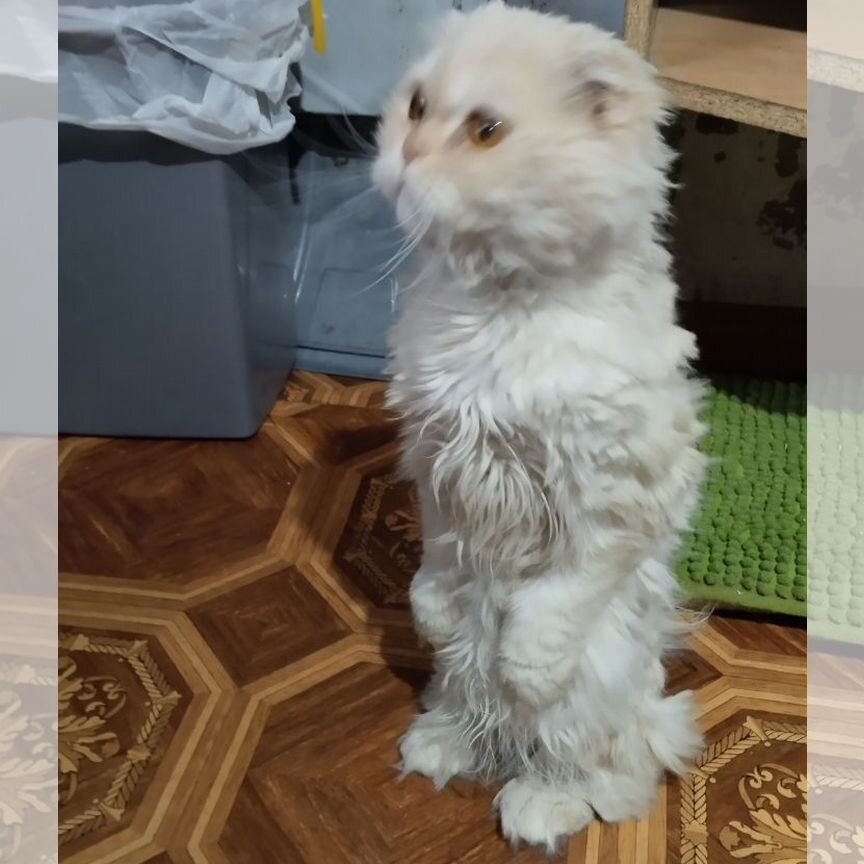 Шотландский вислоухий длинношёрстный котёнок