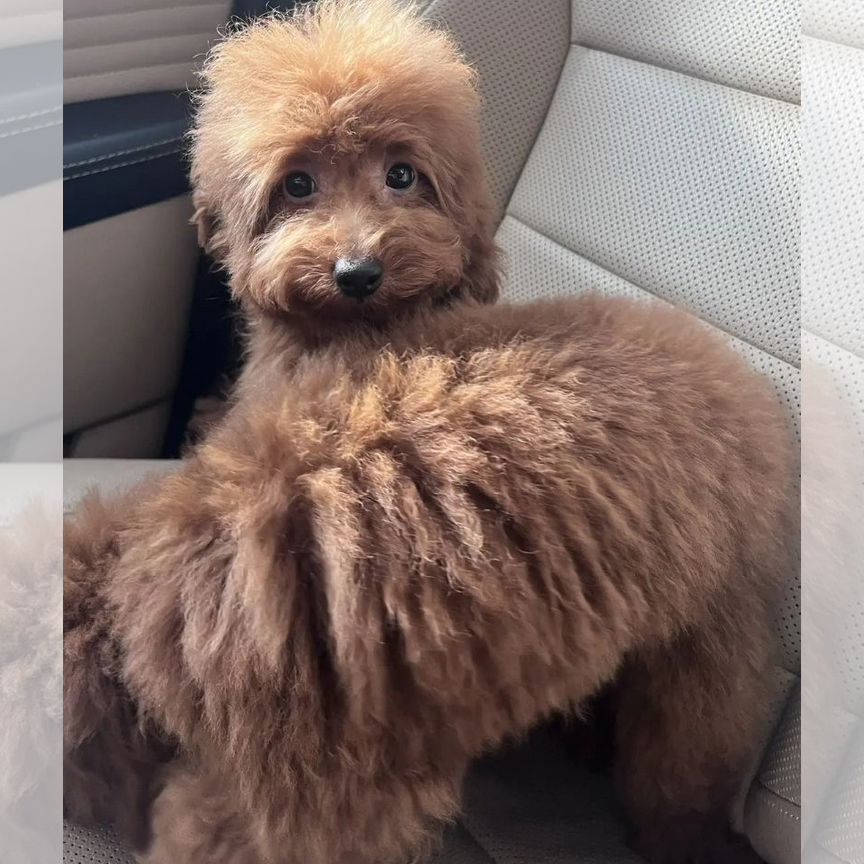 Той-пудель, щенок