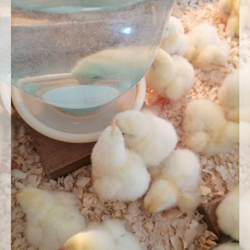 Цыплята бройлеры суточные