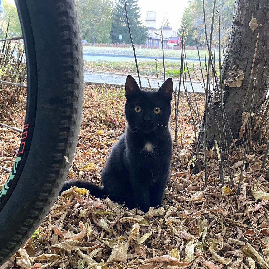 Черный котенок в добрые руки