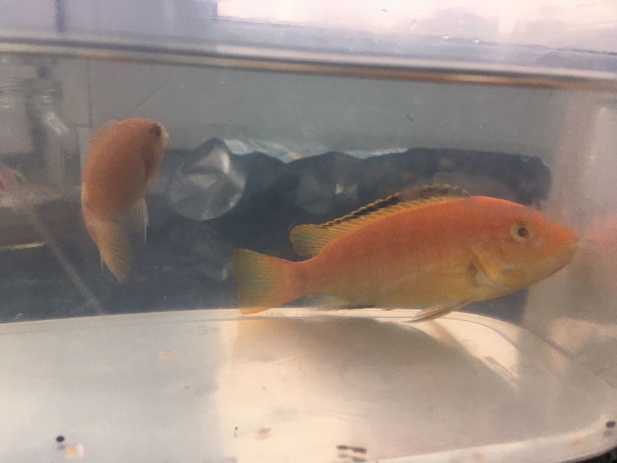 Цихлида Еллоу,снежный принц