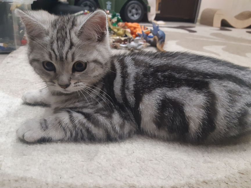 Шотландский котенок