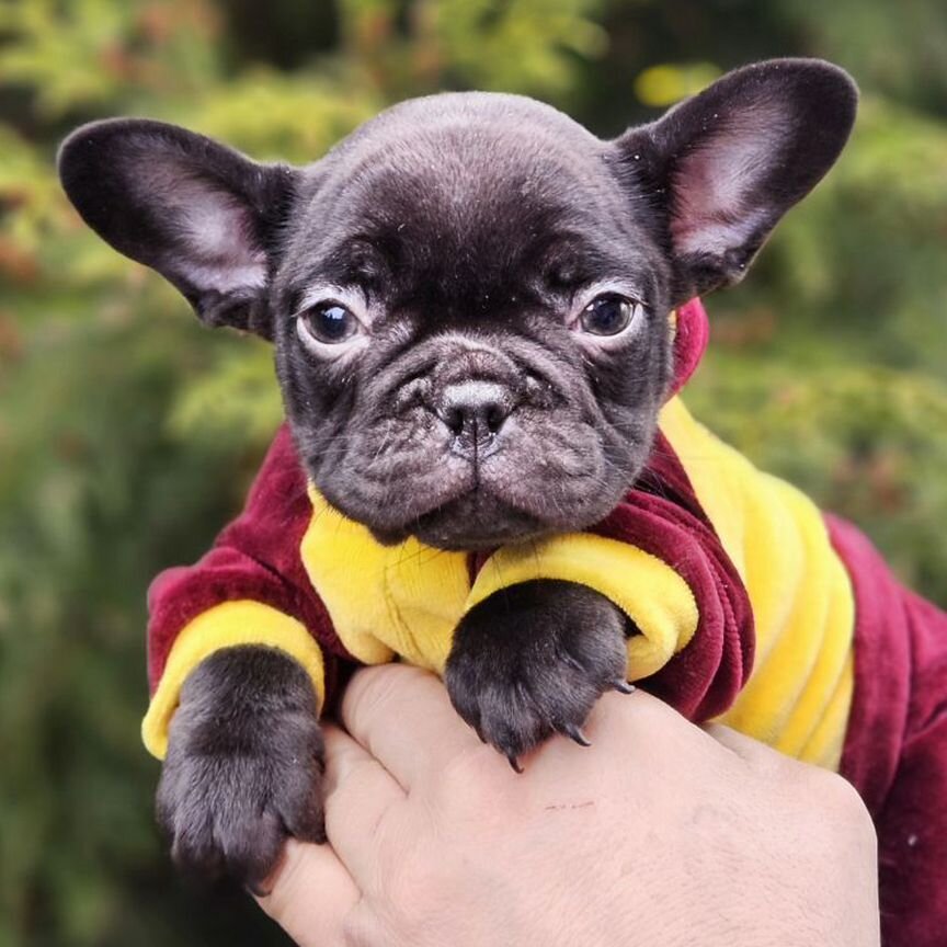 Французский бульдог, щенок