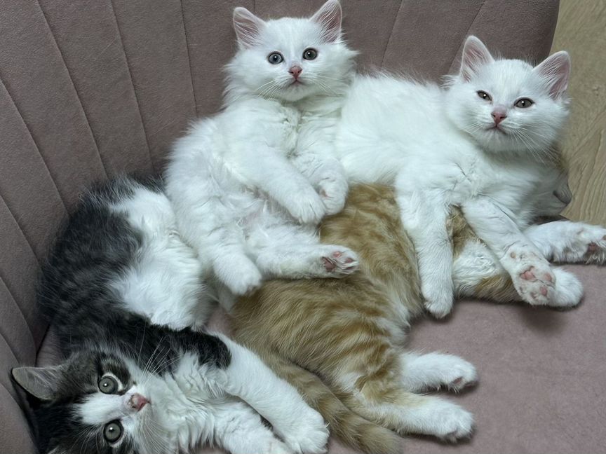 Котята в добрые руки