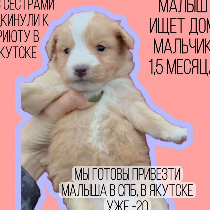 Щенок в добрые руки