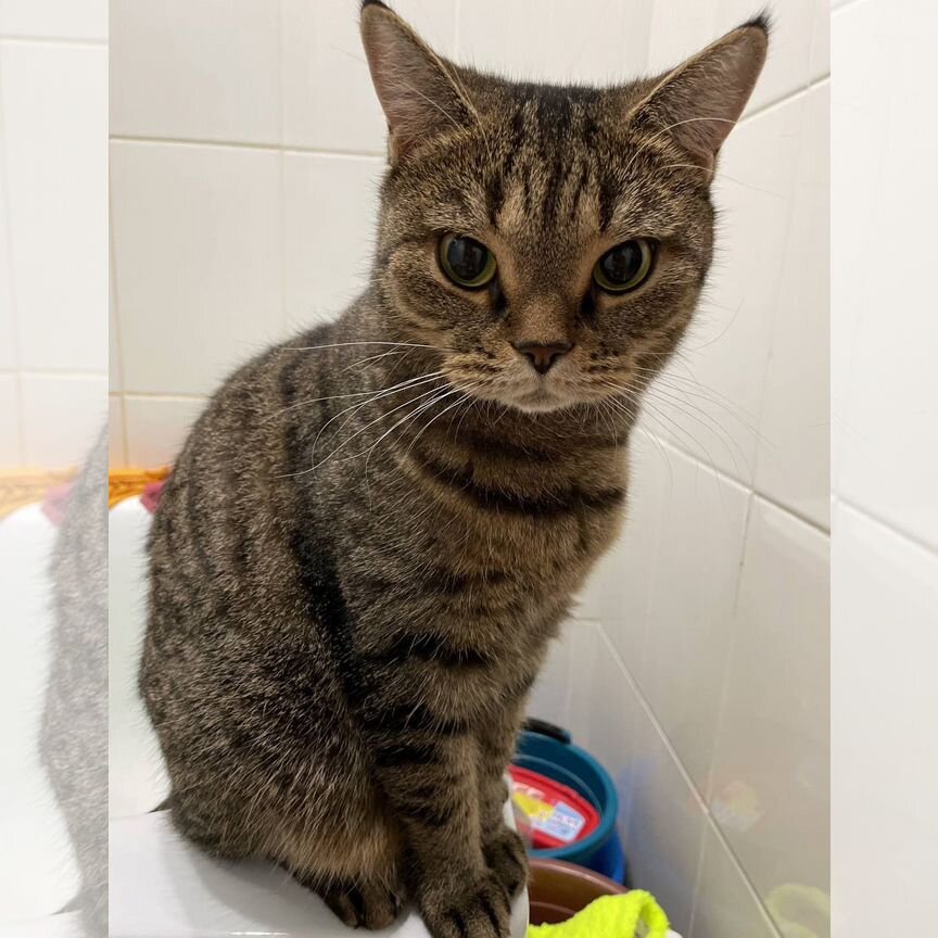 Взрослая кошка в добрые руки