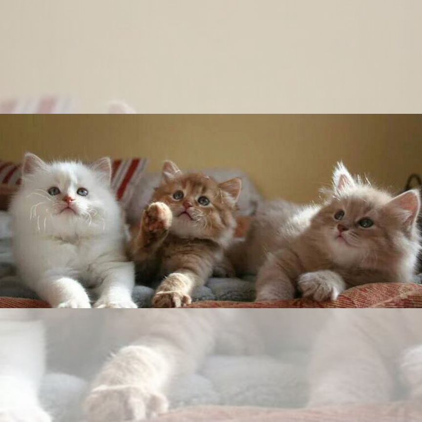 Норвежские лесные котята
