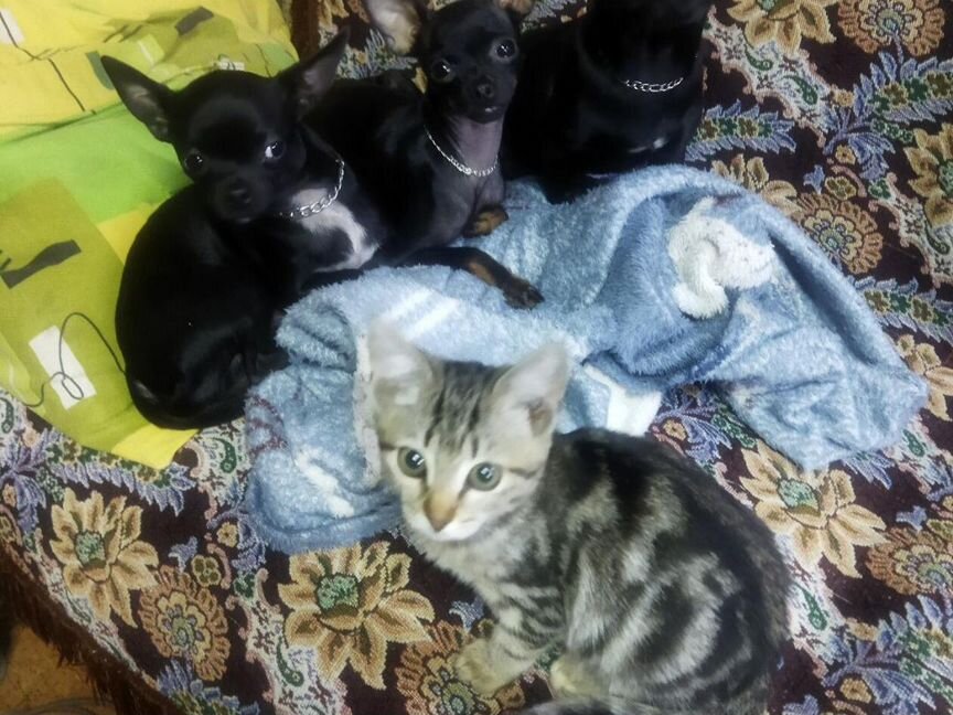 Мини той-терьер