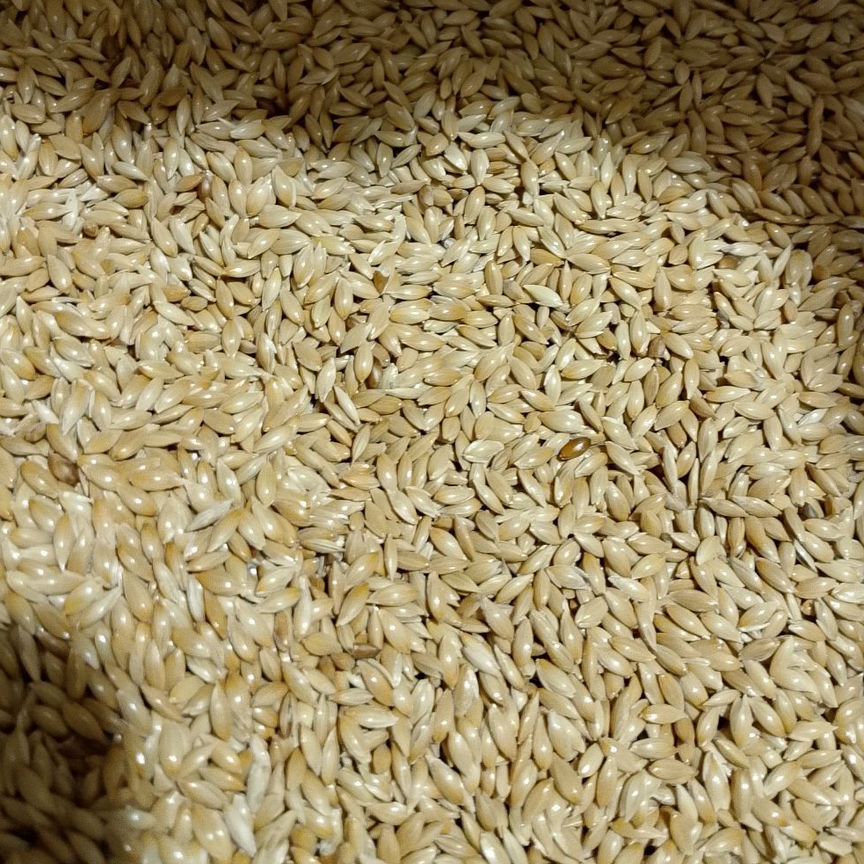 Канареечное семя