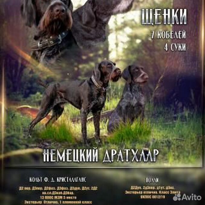 Элитные щенки дратхаара