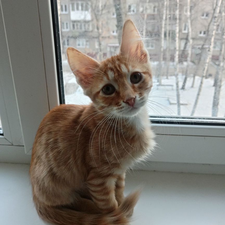Рыжий котик (3 мес.)