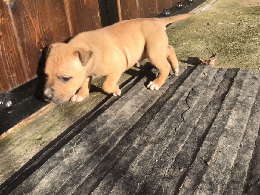 Щенки Американского Стаффордширского терьера