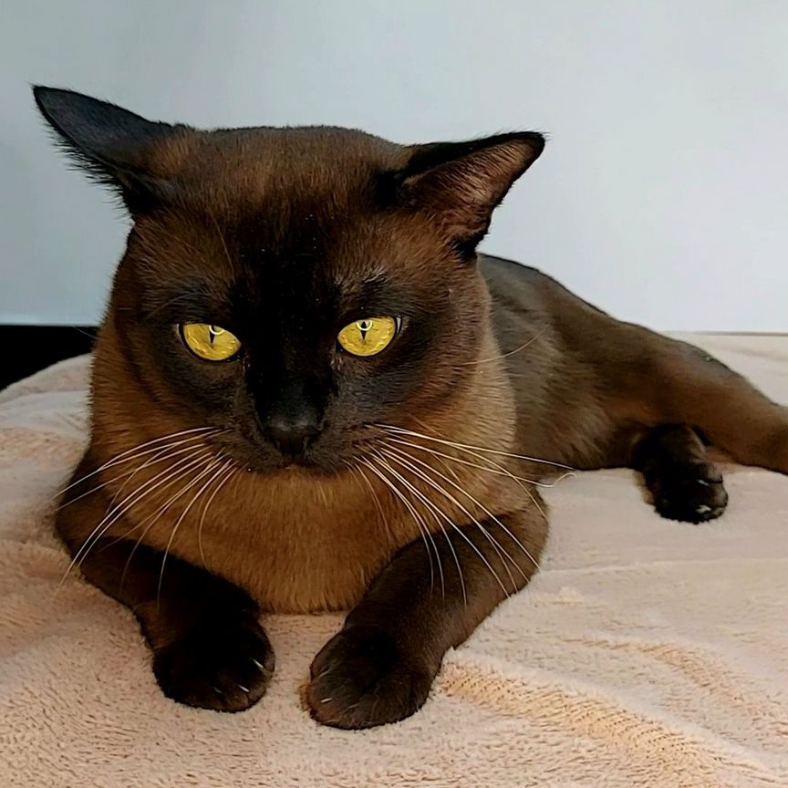 Бурманский мальчик