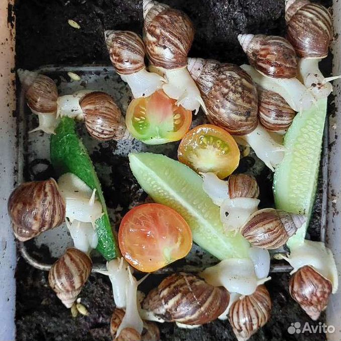 Улитки ахатины альбинободи