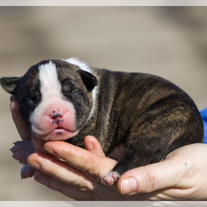 Американский булли, щенок