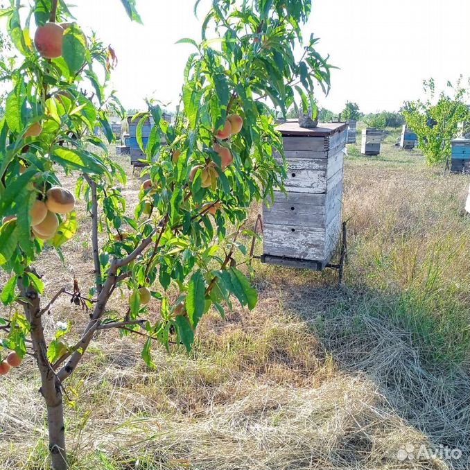 Продам пчелосемьи