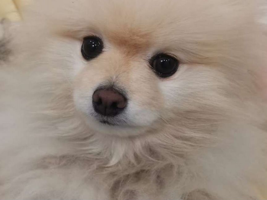 Потерялась собака