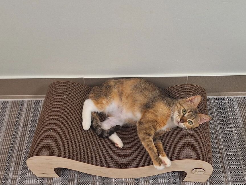 Кошечка Маруся в добрые руки