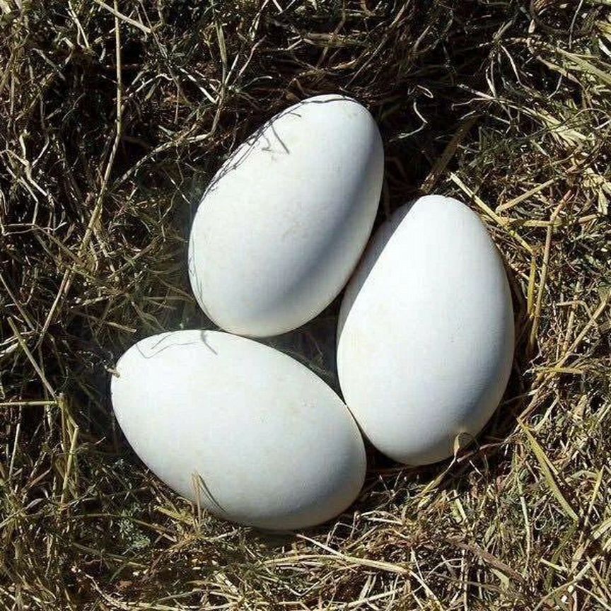 Яйцо гусиное
