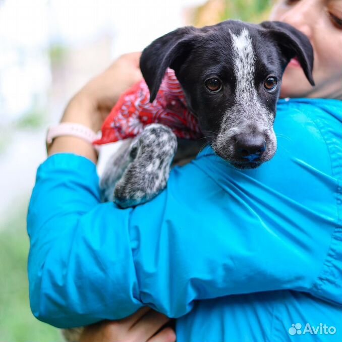 Малышка Бьянка ждет своих мамуПапу в приюте
