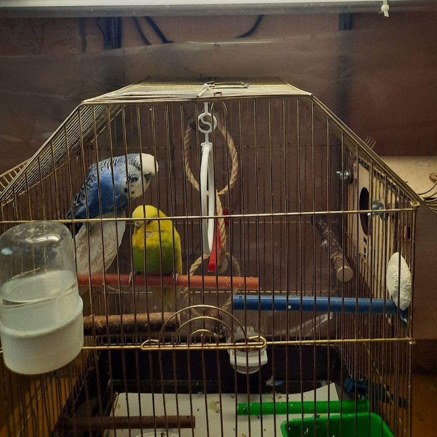 Волнистый попугай ввп чех