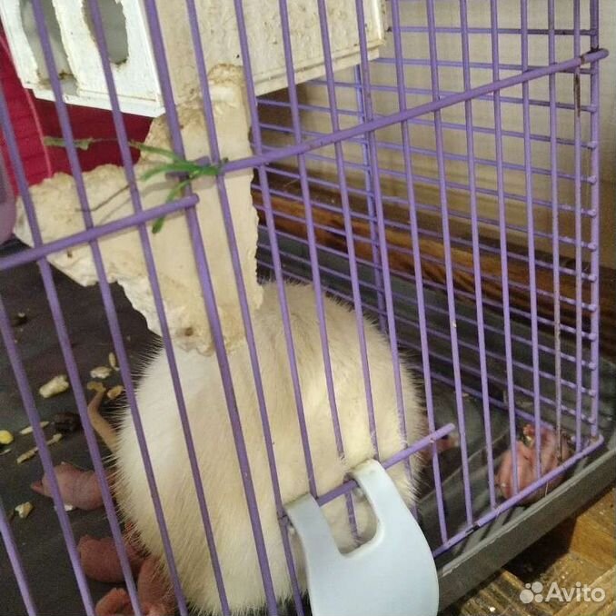 Декоративные крысы бронь