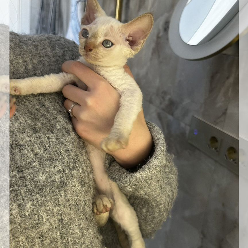 Девон-рекс котёнок