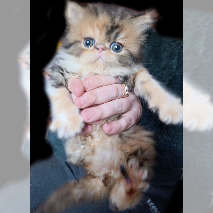 Персидский котёнок