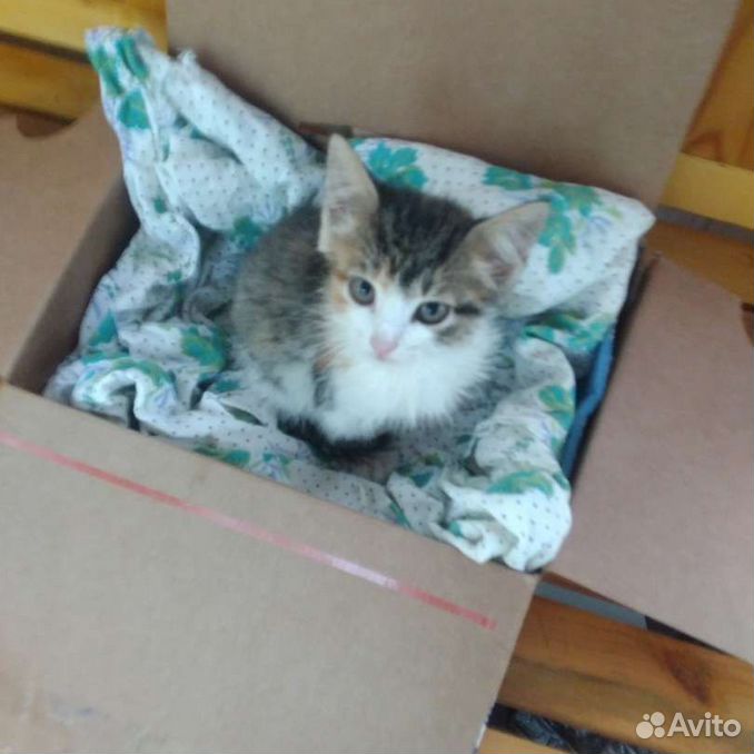 Котёнок девочка (1 -1,5 месяца)