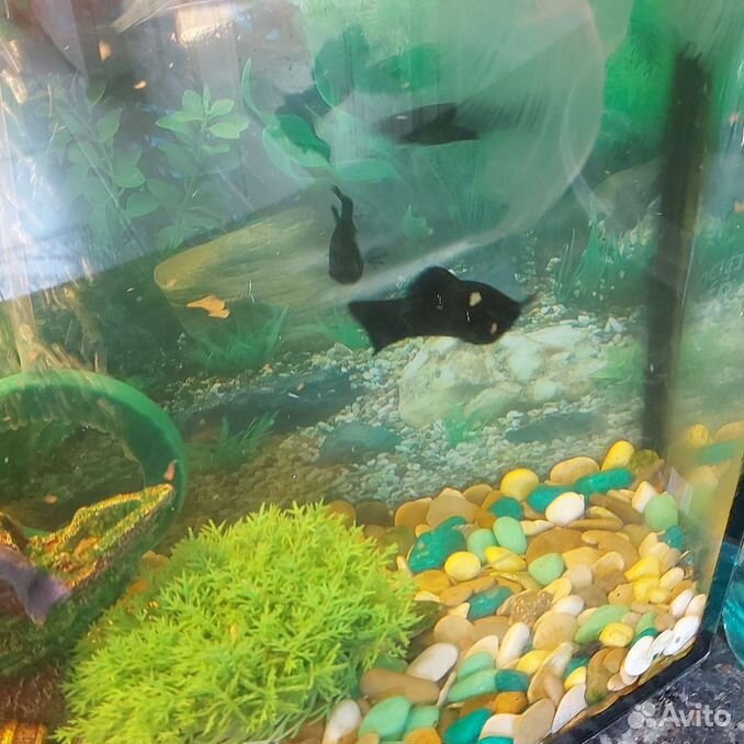 Отдам трех рыбок(названия не знаю)