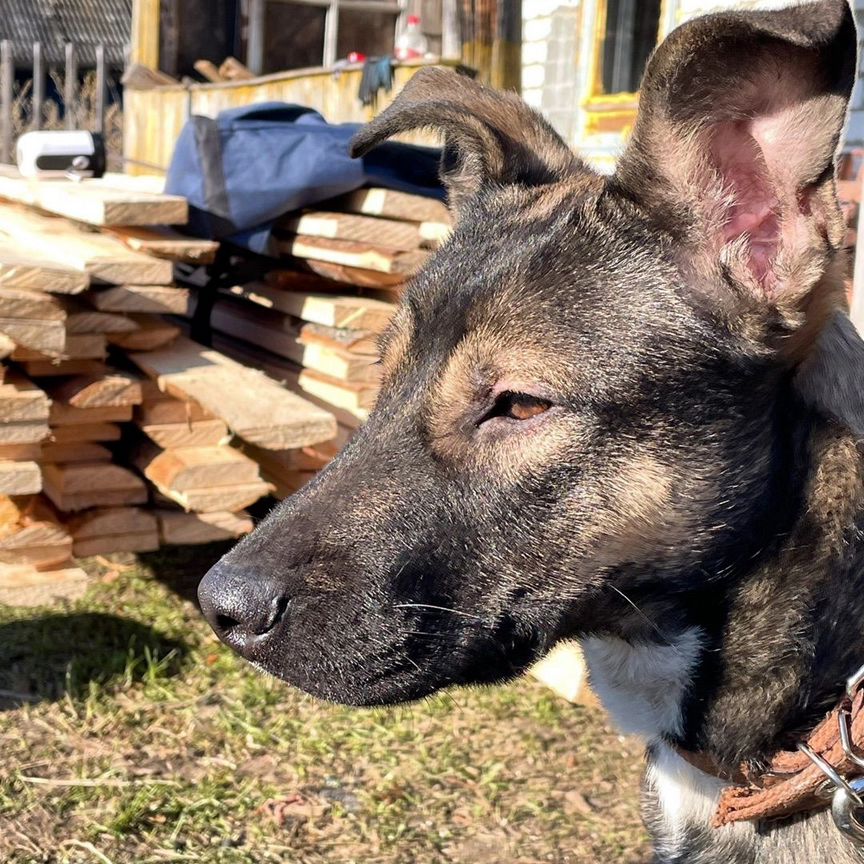 Метис овчарки