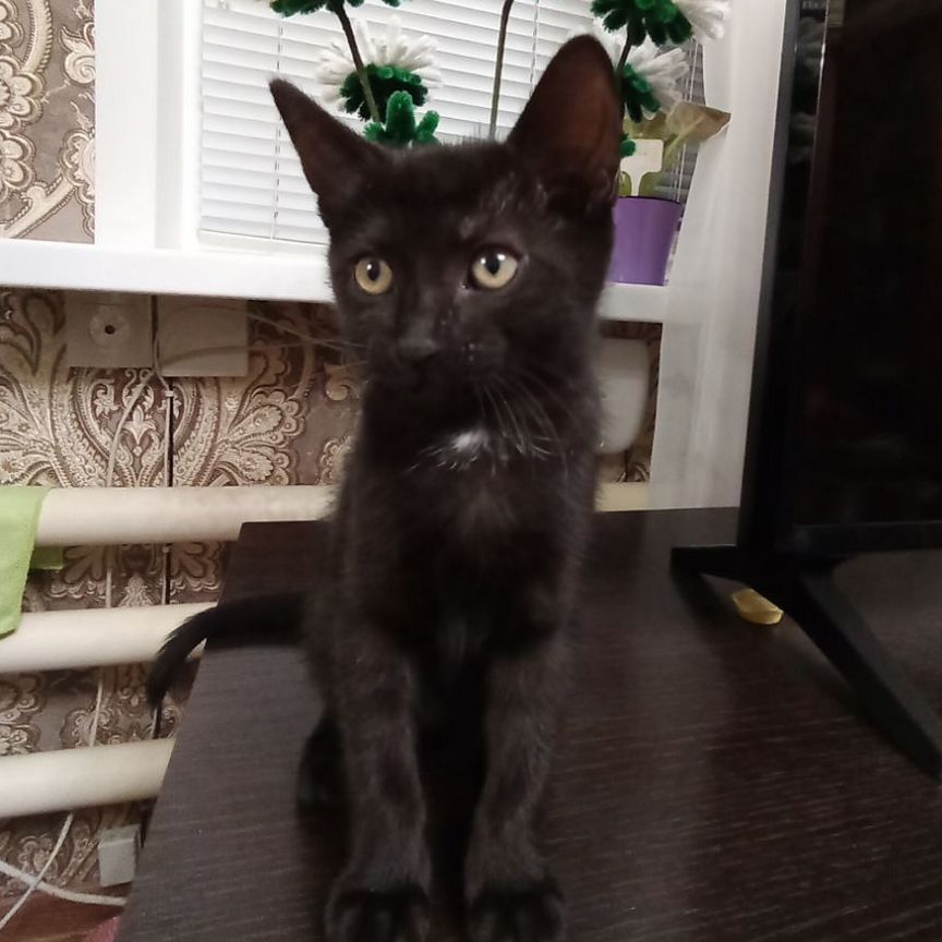 Котята