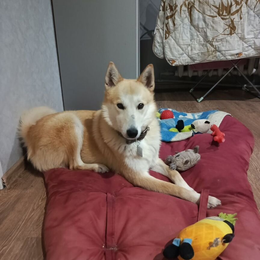 Воспитанный пёс