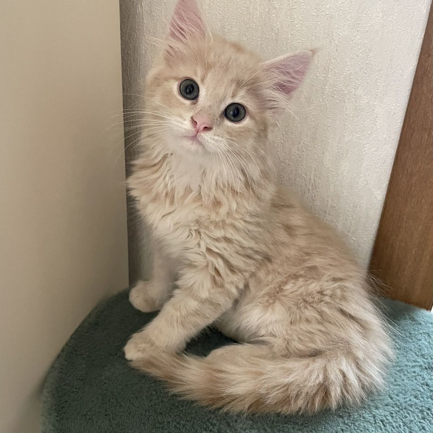 Мейн-кун котёнок