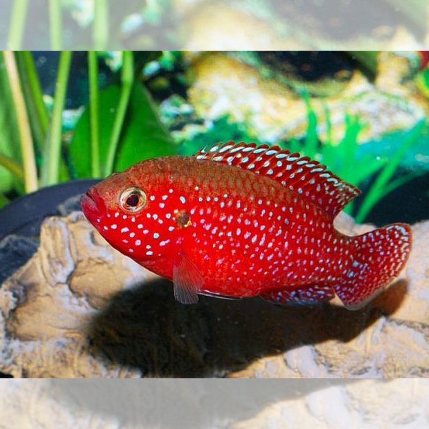 Хромис лифалили