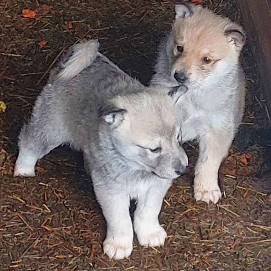 Щенки лайки