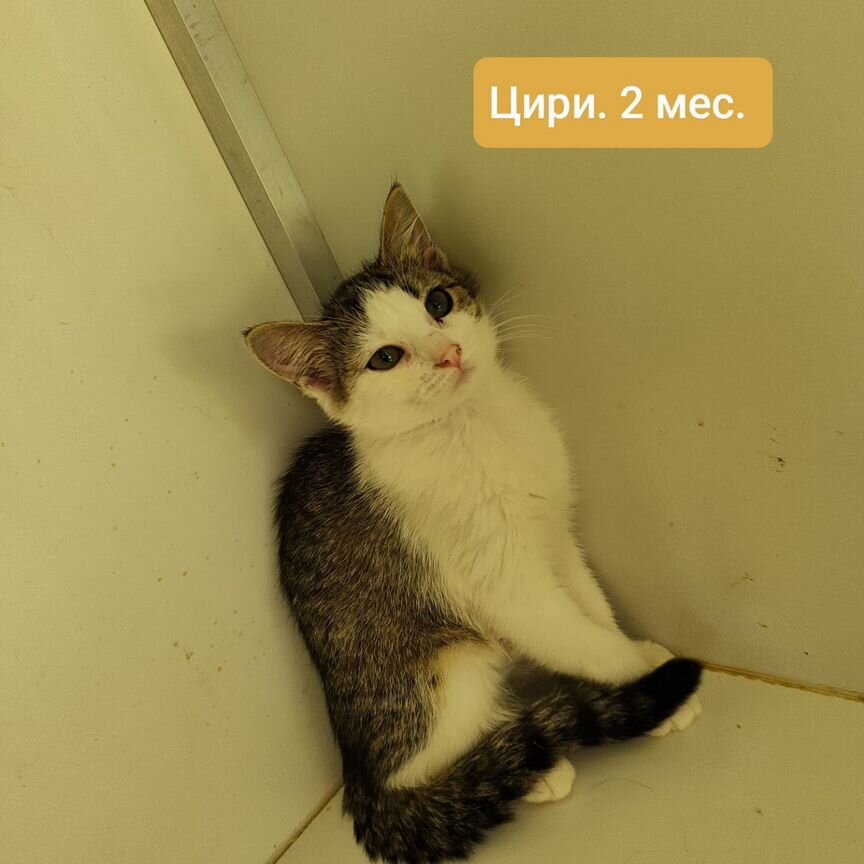 Котенок-неожиданность ищет своего Геральта