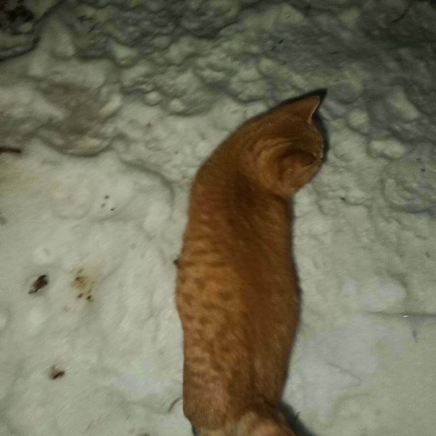 Кот