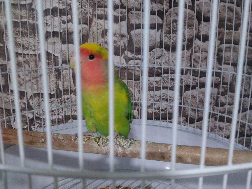 Попугай неразлучник, щебетун. Елена