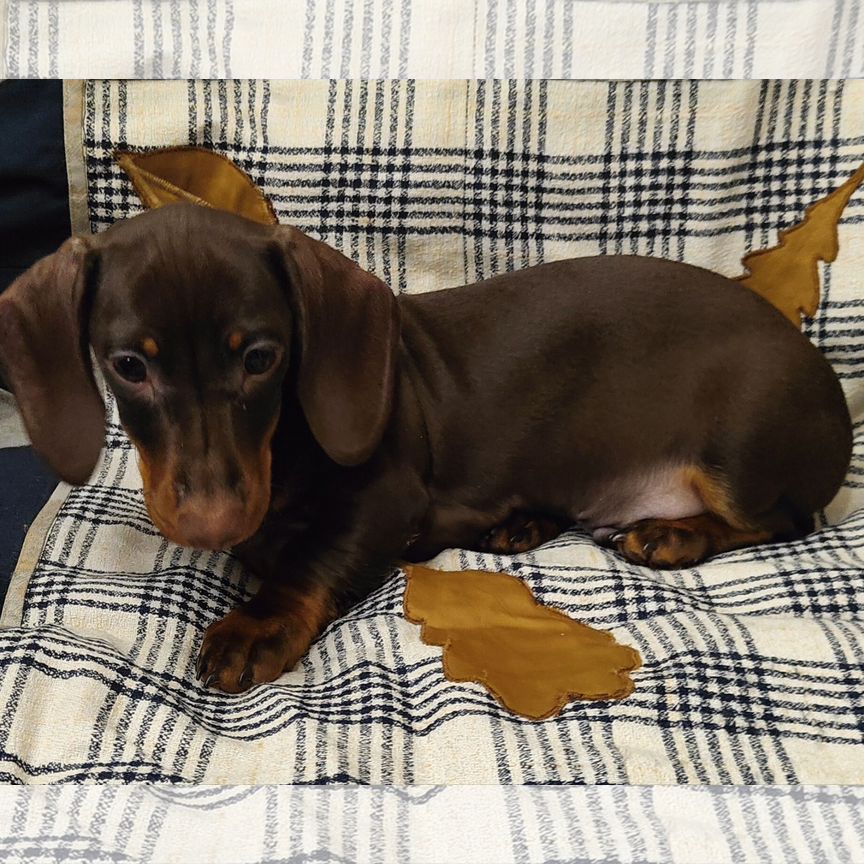 Карликовая такса, щенок