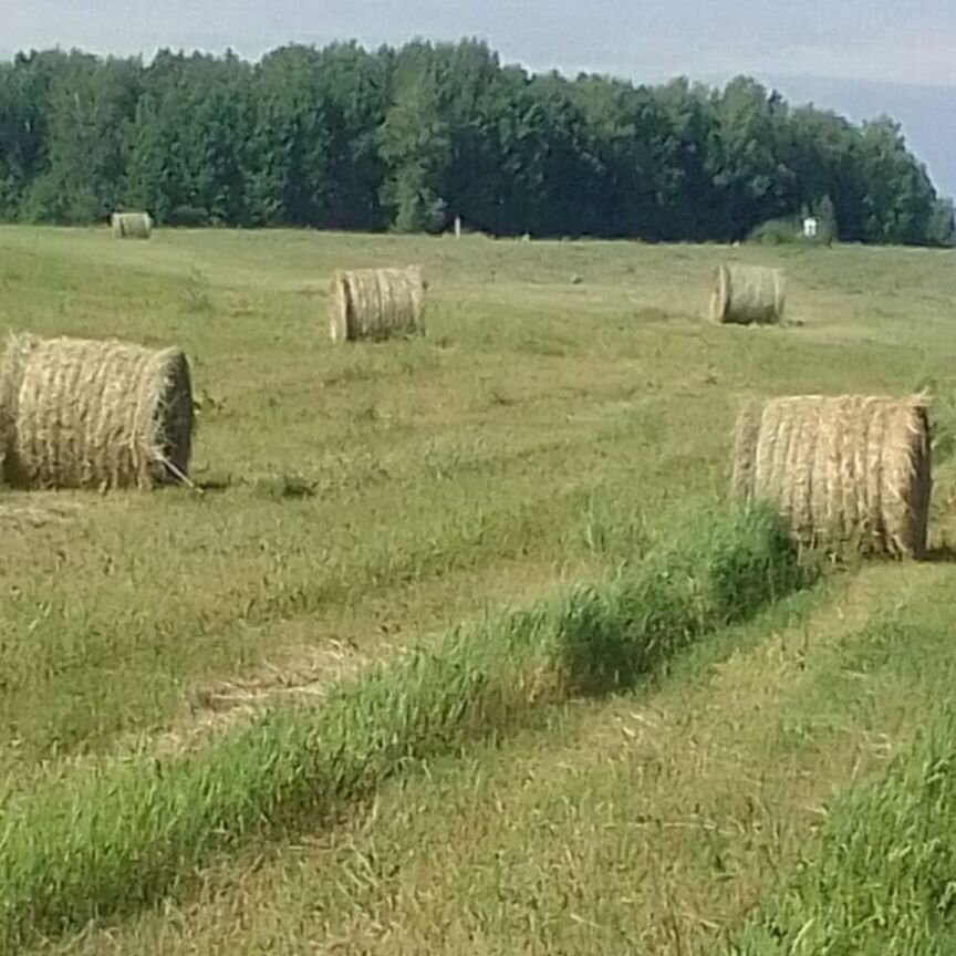 Продам сено в рулонах