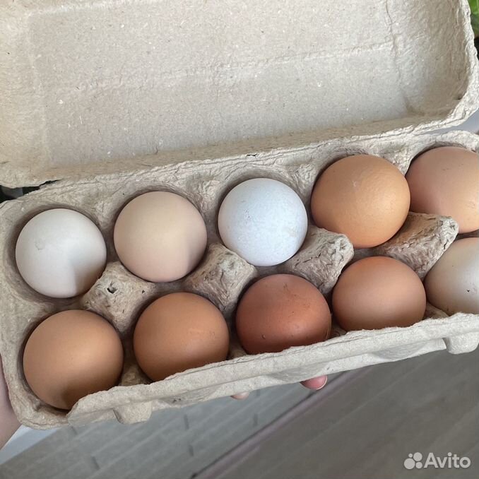 Куры цыплята яйца