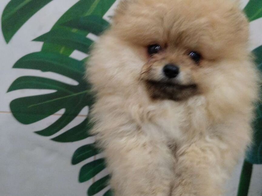 Малыши карандаши