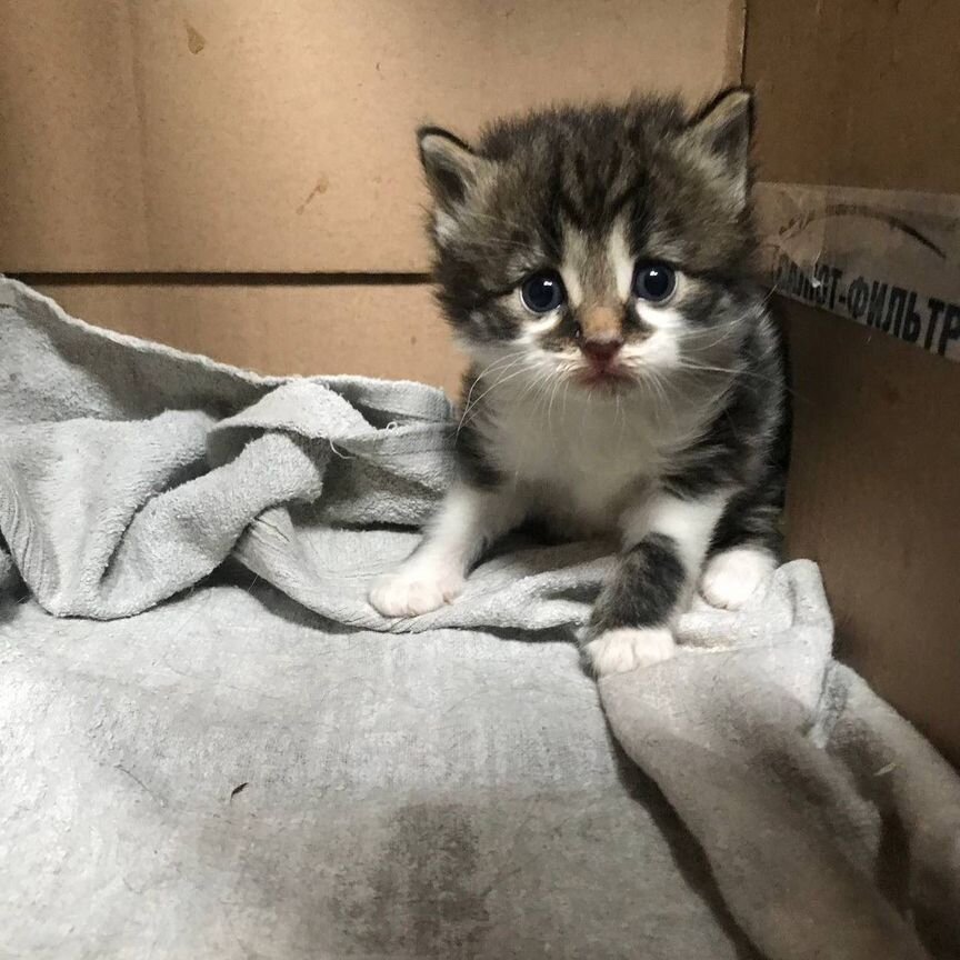 Котята